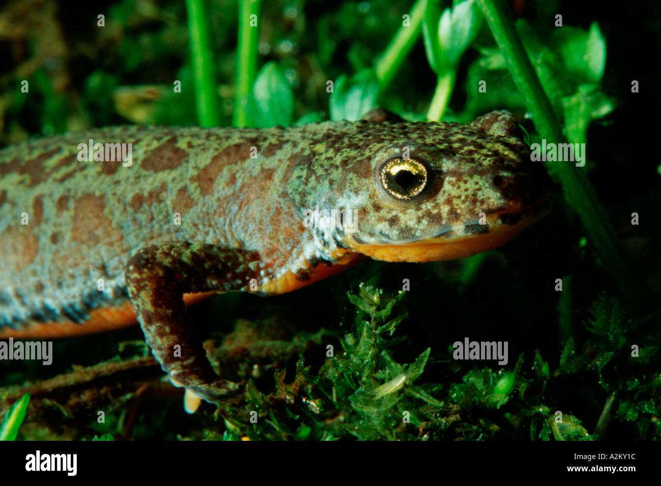 Alpine Newt, Triturus alpestris Stock Photo - Alamy