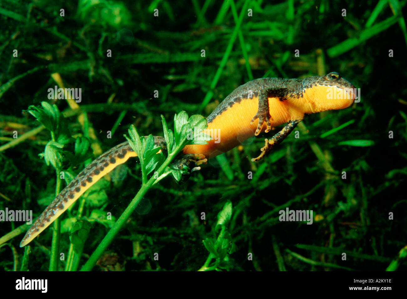 Newt eggs hi-res stock photography and images - Alamy