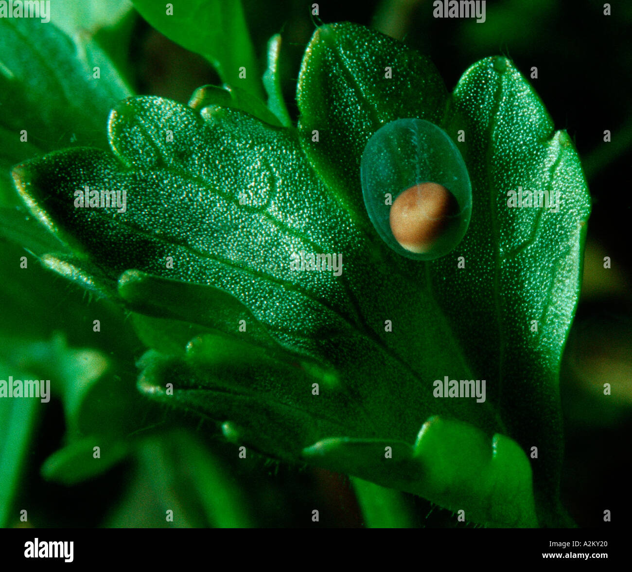 Alpine Newt egg, Triturus alpestris Stock Photo - Alamy