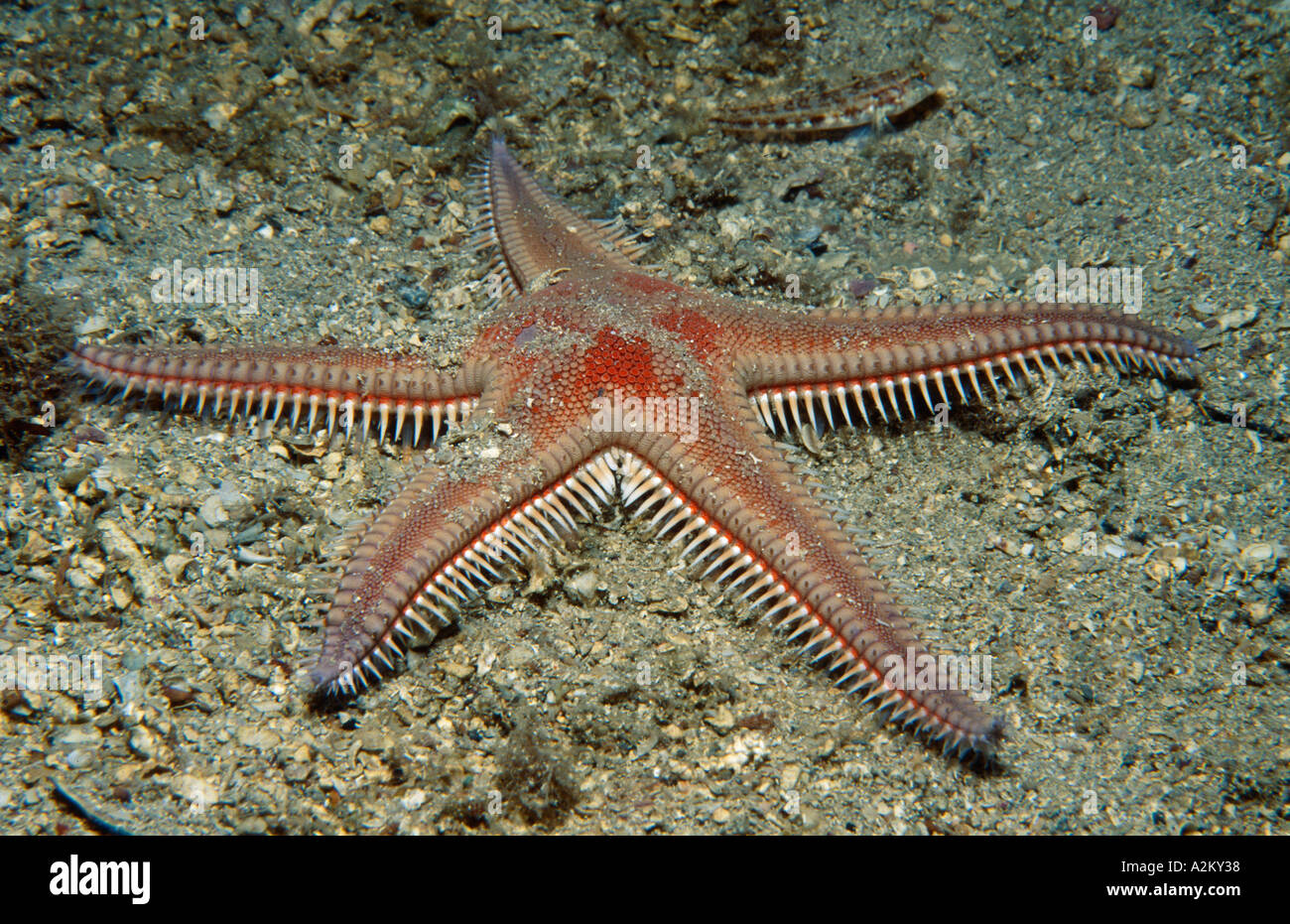 Red comb star, Astropecten aranciacus Stock Photo - Alamy