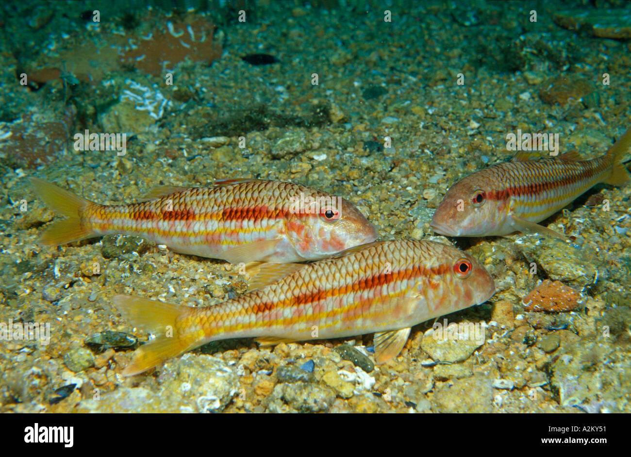 Striped mullet hi-res stock photography and images - Alamy