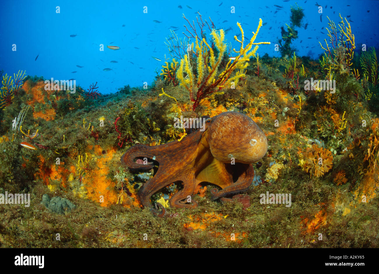 Common octopus Octopus vulgaris Stock Photo - Alamy