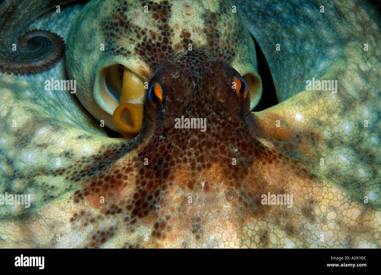 Common octopus, Octopus vulgaris Stock Photo - Alamy