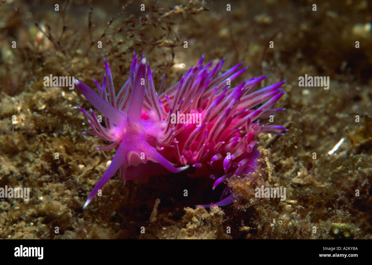 Pink sea slug hi-res stock photography and images - Alamy