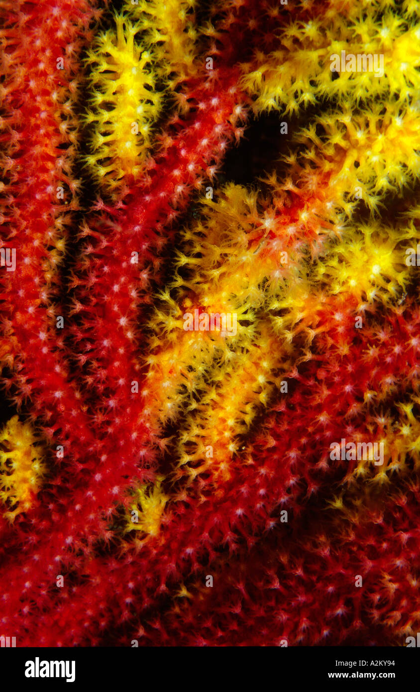 red gorgonia Paramuricea clavata Stock Photo - Alamy
