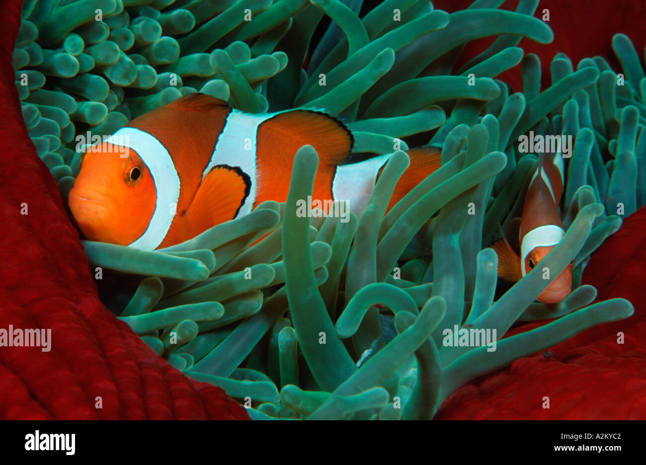Western clown anemonefish in anamone, Amphiprion ocellaris, Bali ...