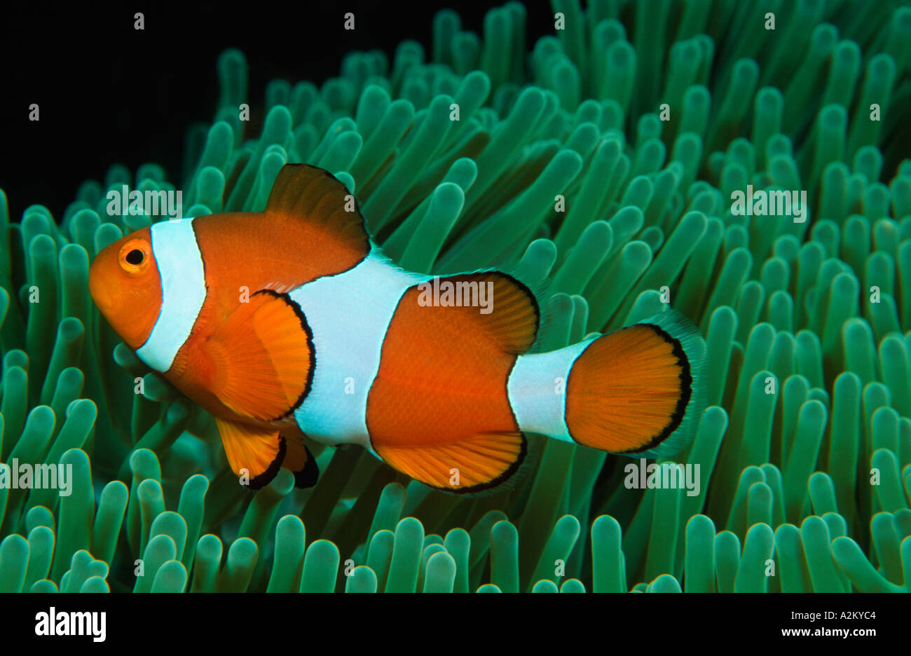Western clown anemonefish, Amphiprion ocellaris Stock Photo - Alamy