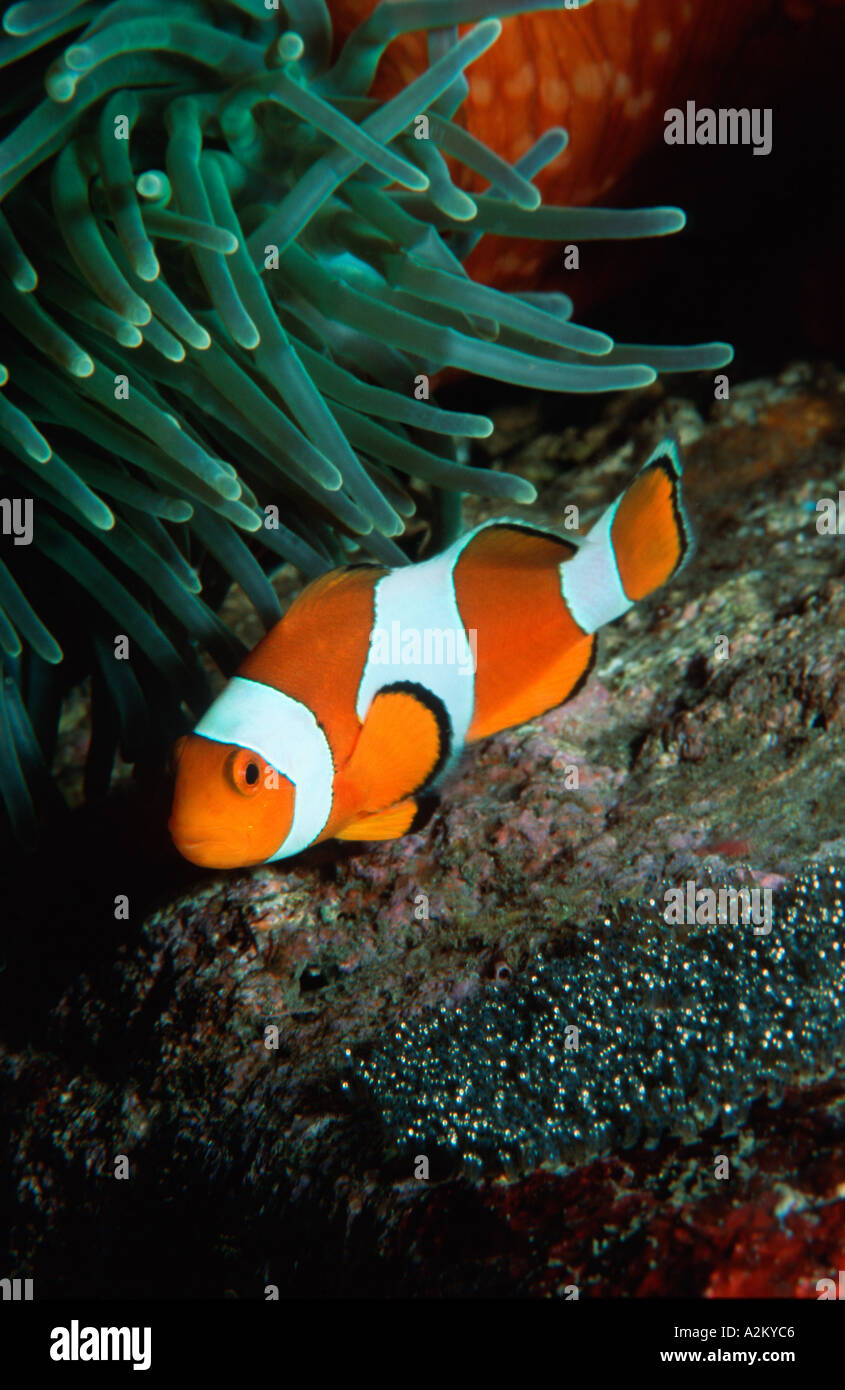 Western clown anemonefish with eggs Amphiprion ocellaris Stock Photo ...