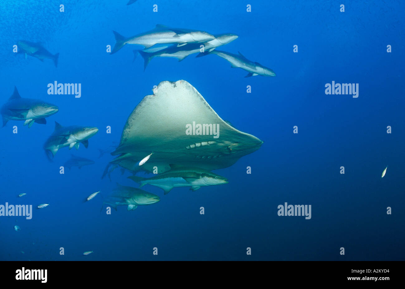 Stingray with Cobia, Dasyatis Sp Stock Photo - Alamy