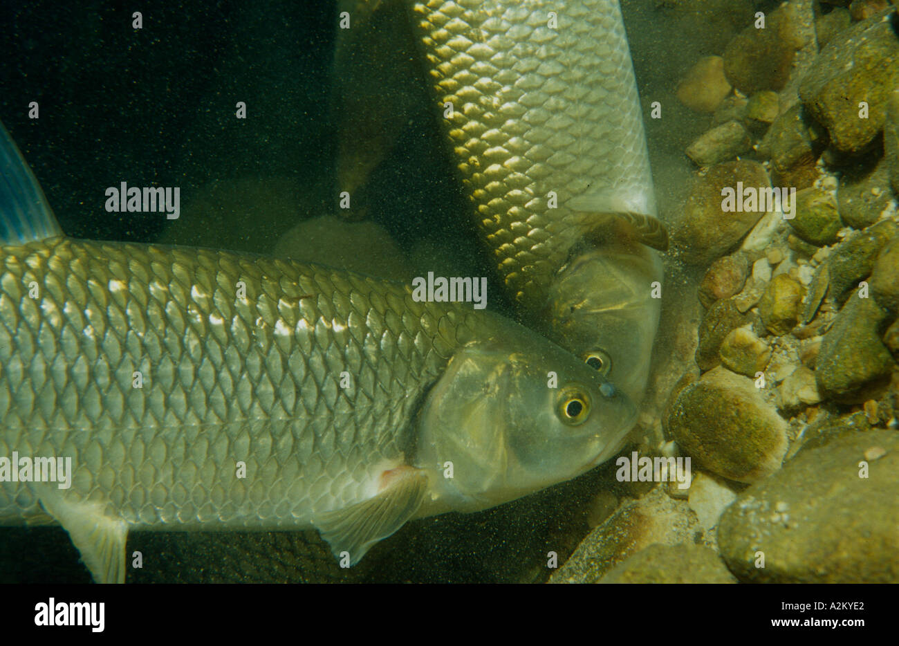 Fat chub hi-res stock photography and images - Alamy