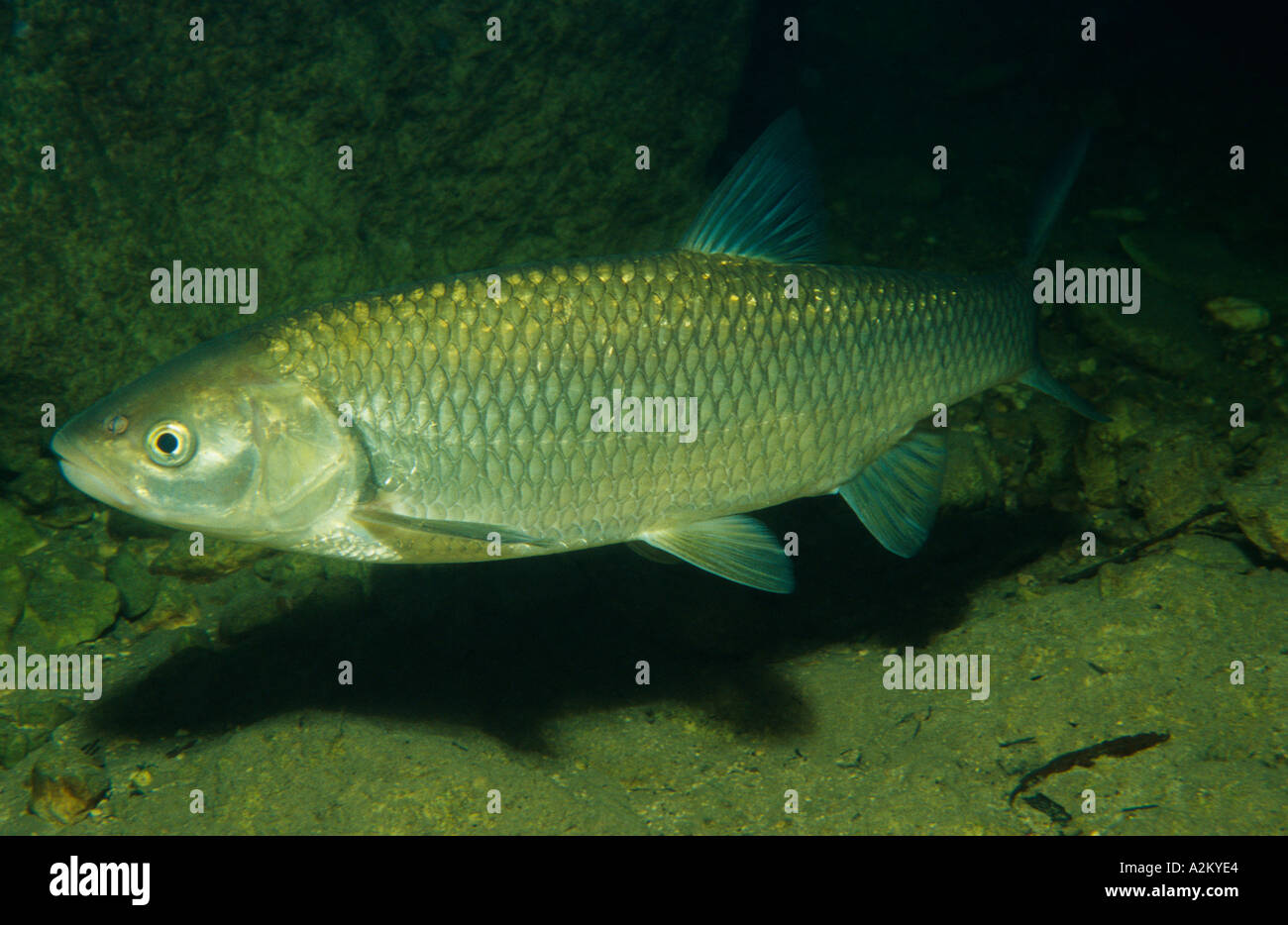 Fat chub hi-res stock photography and images - Alamy