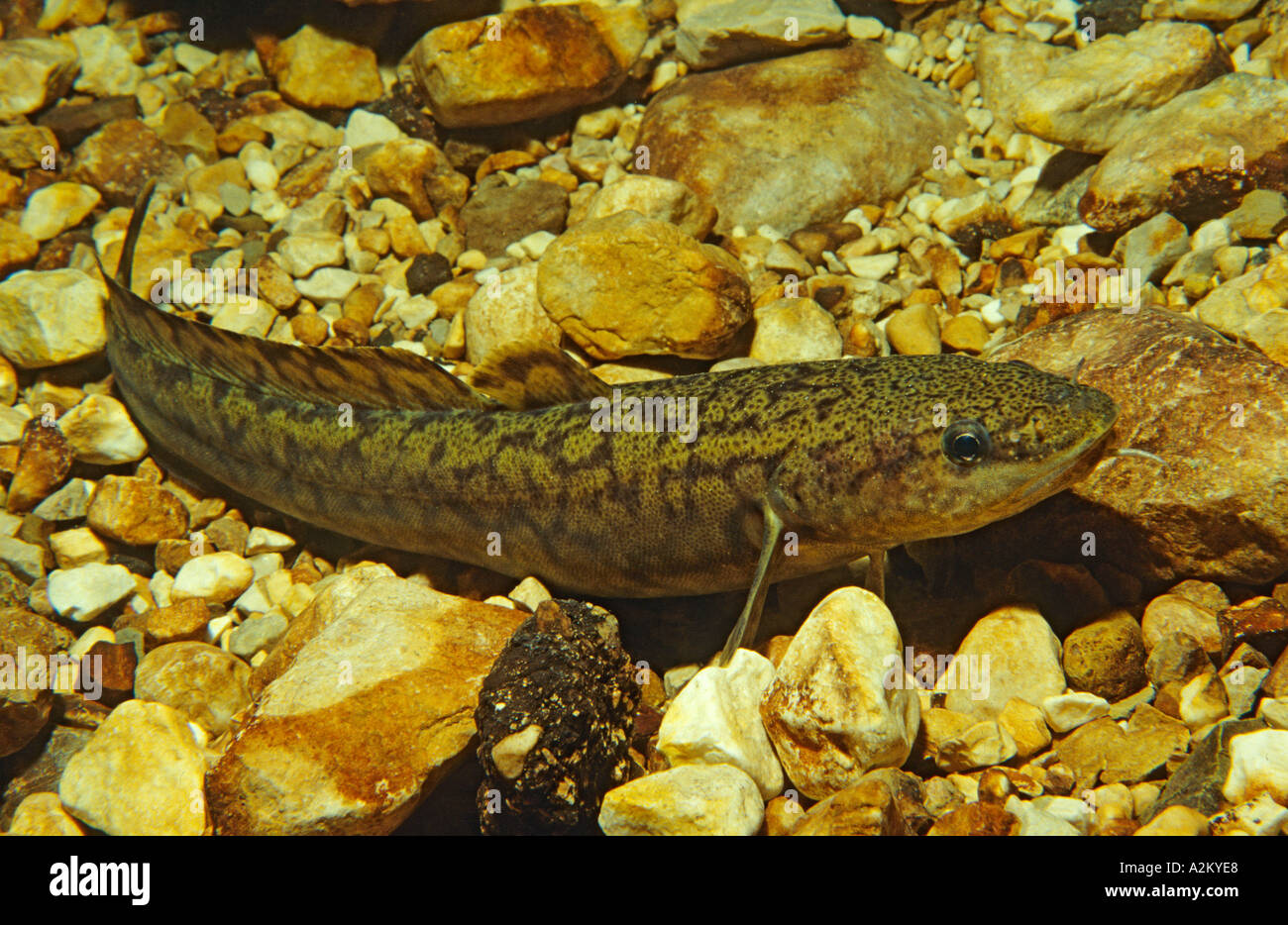Burbot Lota lota Stock Photo - Alamy