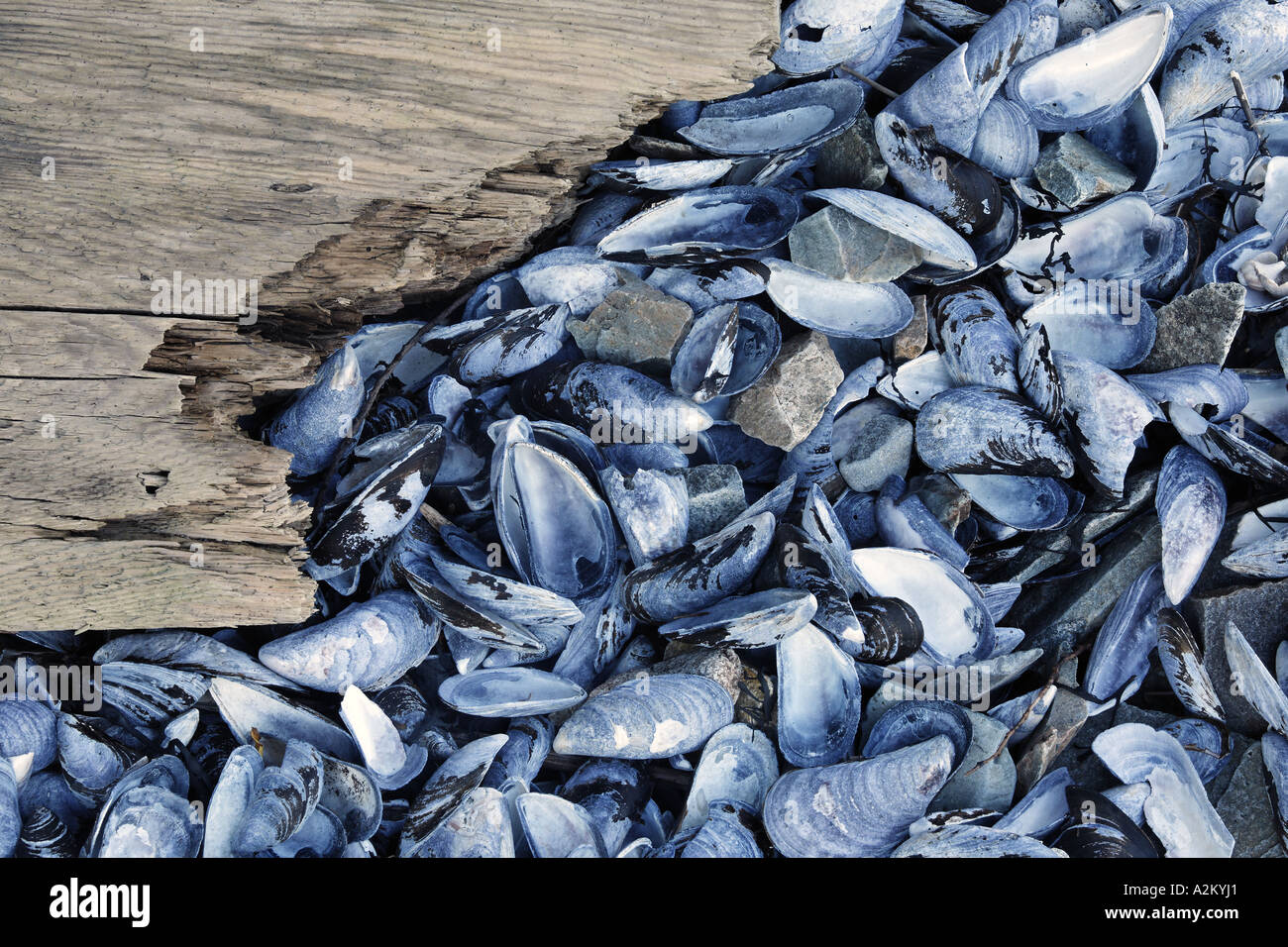 Mussel shells and drift wood Southwest Harbor Mount Desert Island ...