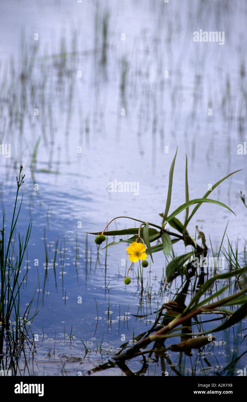 Marsh aquatic plant hi-res stock photography and images - Alamy