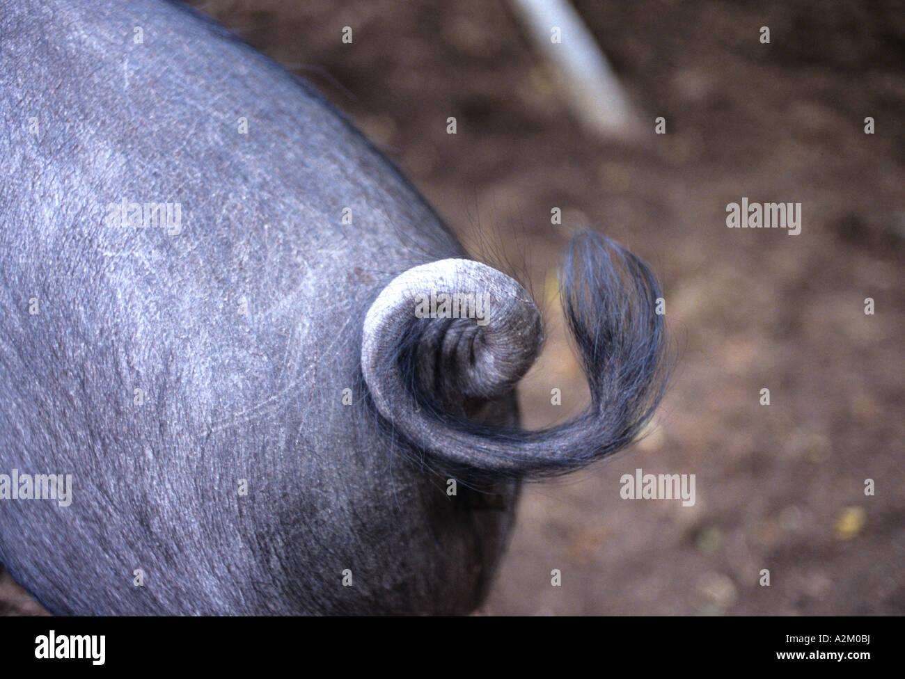 the curled tail of a pig Stock Photo - Alamy
