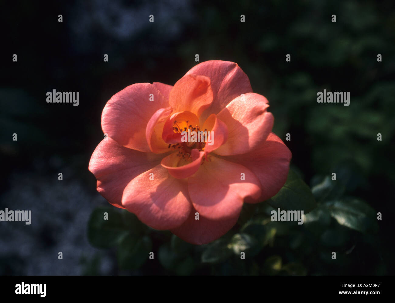 Miniature variety hi-res stock photography and images - Alamy