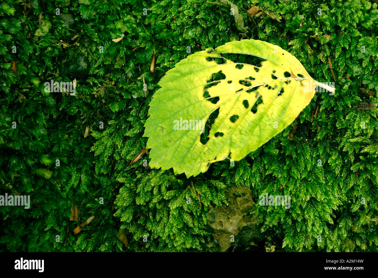 Musk and leaf Stock Photo - Alamy
