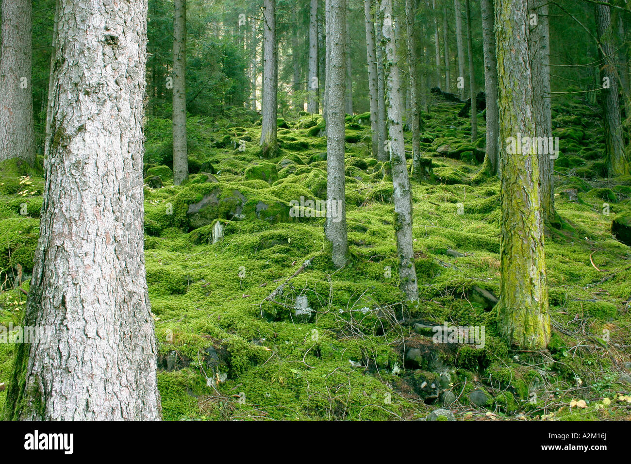 Pinewood with hi-res stock photography and images - Alamy