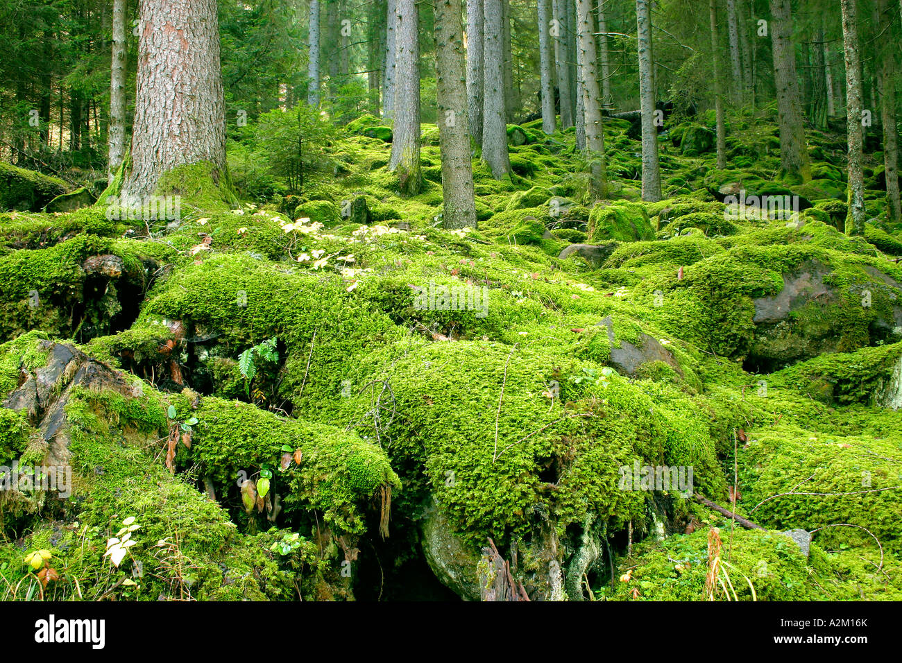 Pinewood with hi-res stock photography and images - Alamy