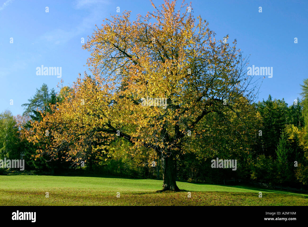 Avium hi-res stock photography and images - Alamy