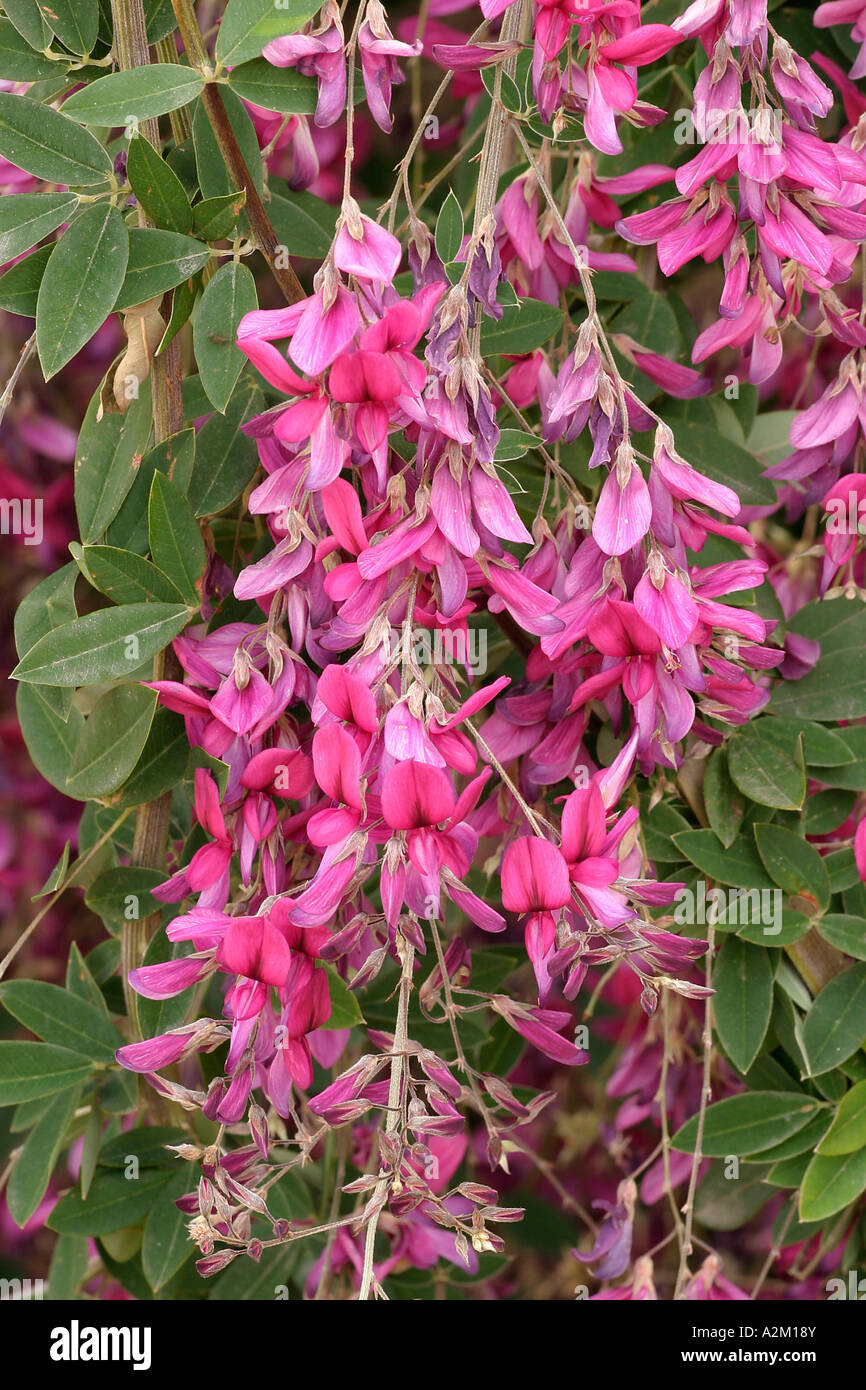 Lespedeza hi-res stock photography and images - Alamy