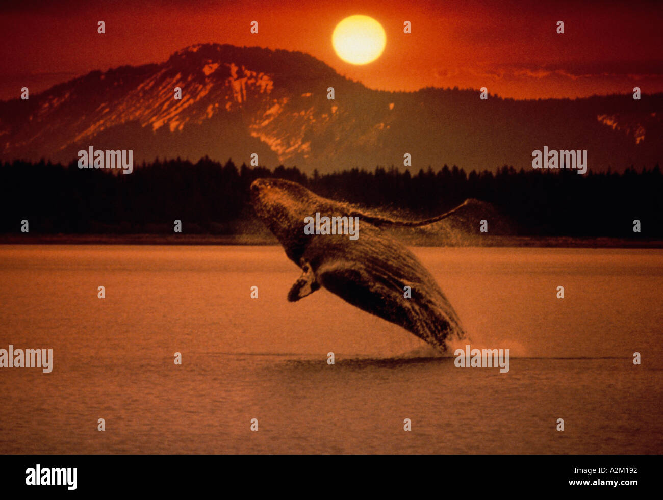 Humpback Whale breaching at sunset Southeast Alaska Stock Photo - Alamy