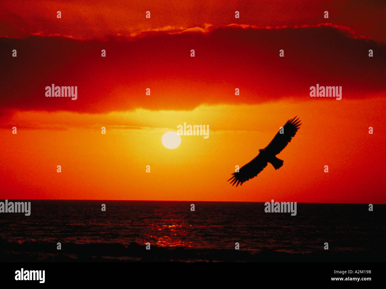 Eagle Soaring Sun Stock Photos & Eagle Soaring Sun Stock Images - Alamy