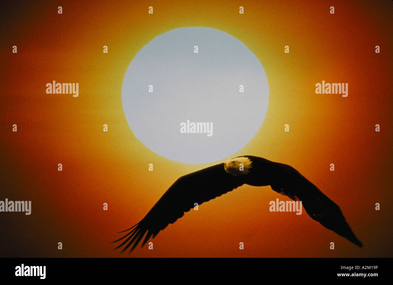 Eagle soaring sun hi-res stock photography and images - Alamy