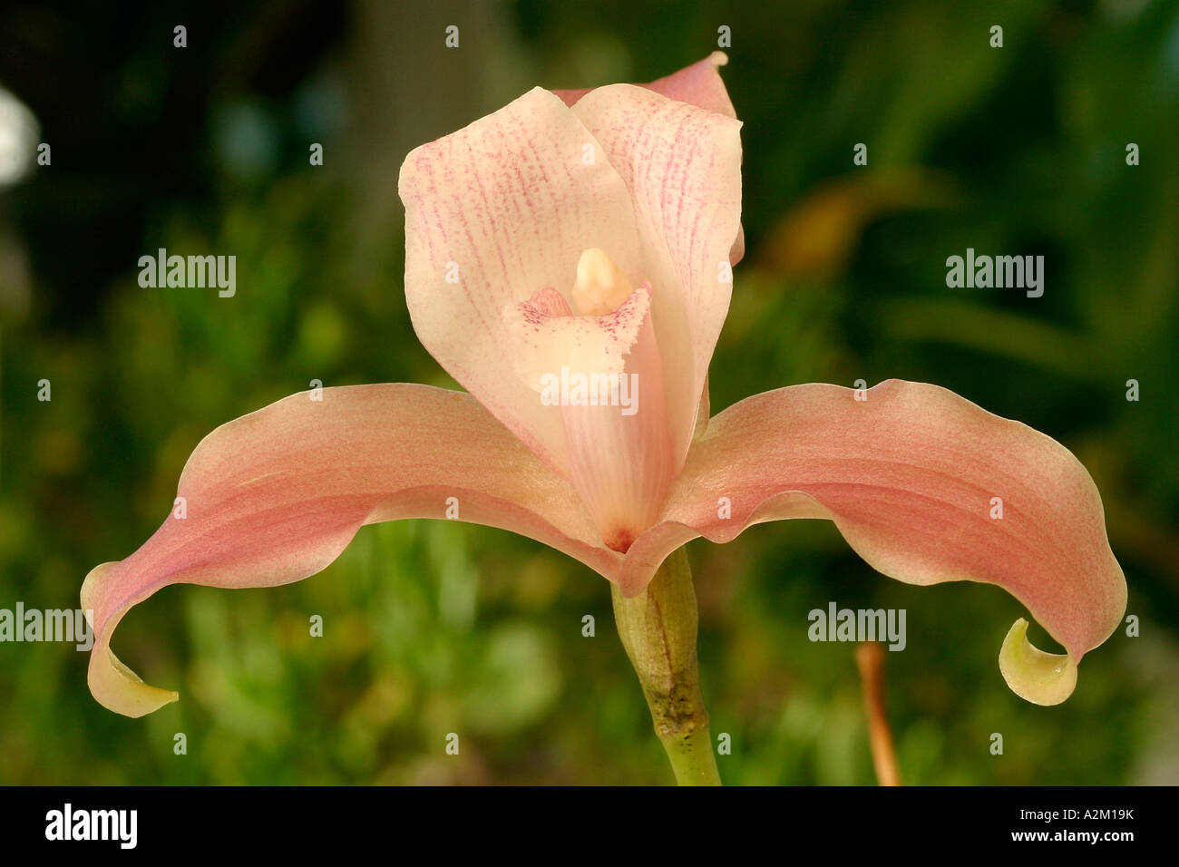 Lycaste hi-res stock photography and images - Alamy
