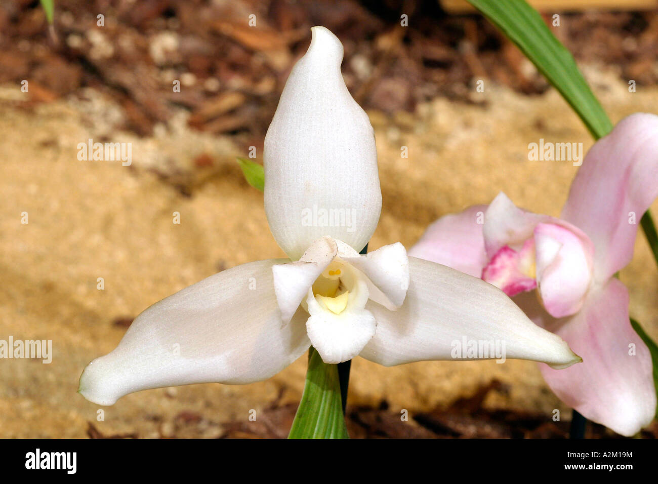 Lycaste skinneri hi-res stock photography and images - Alamy