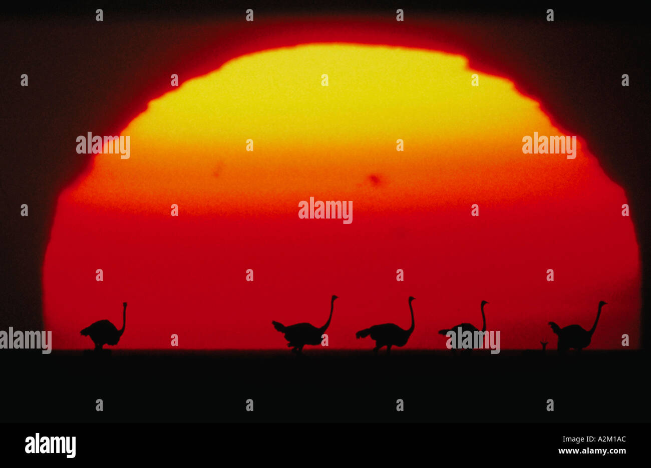 Ostrich group at sunset East Africa Stock Photo - Alamy