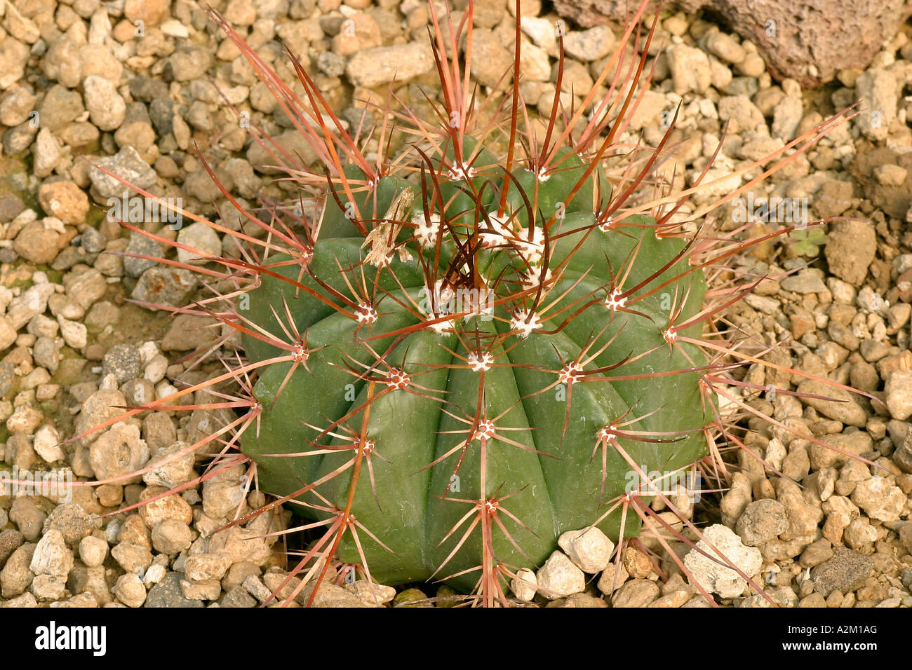 Longispinus hi-res stock photography and images - Alamy