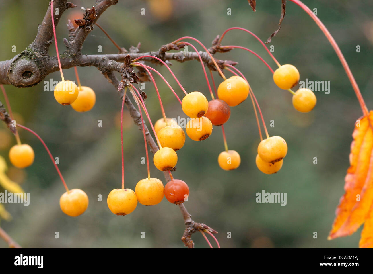 Transitoria hi-res stock photography and images - Alamy