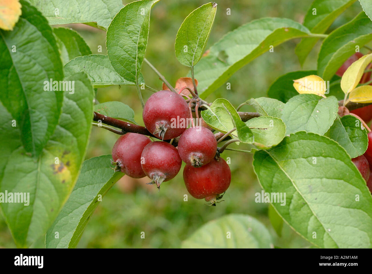 Malus x robusta hybrid Stock Photo - Alamy
