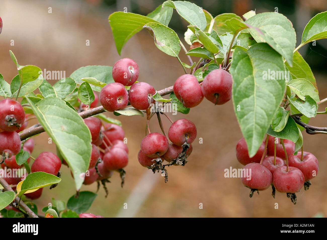 Malus Robusta Malus X Robusta Stock Photos & Malus Robusta Malus X ...