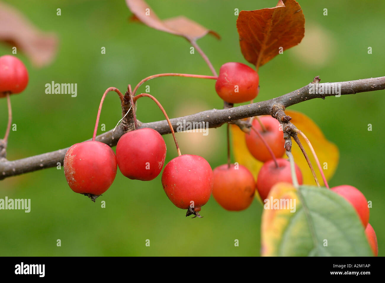 Malus sieboldii hi-res stock photography and images - Alamy