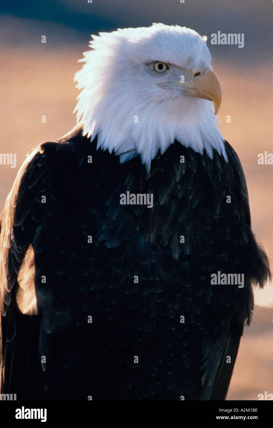 Justice eagle hi-res stock photography and images - Alamy