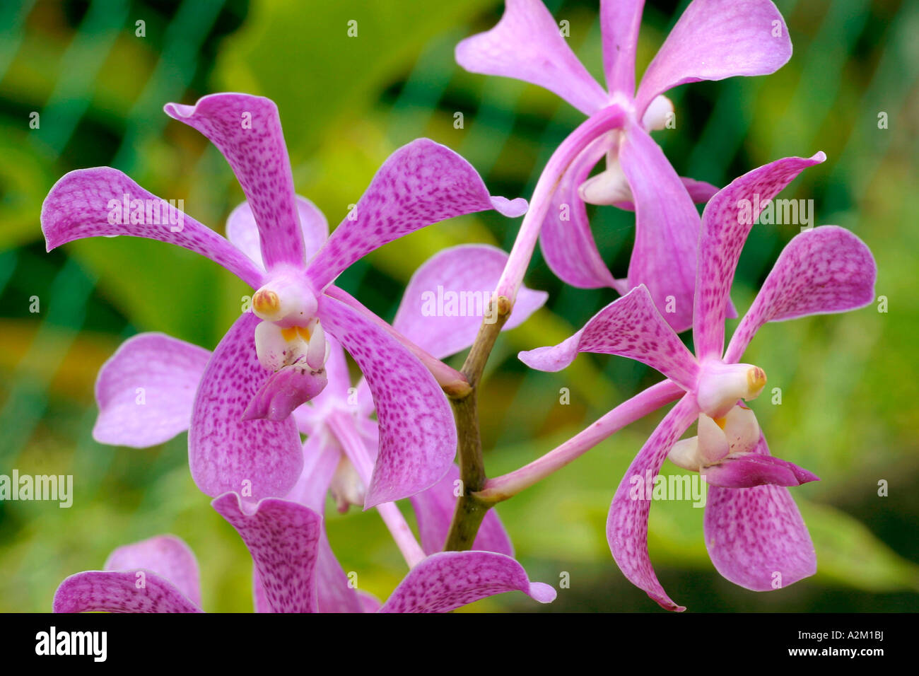 Mokara Medom Penny Stock Photo - Alamy