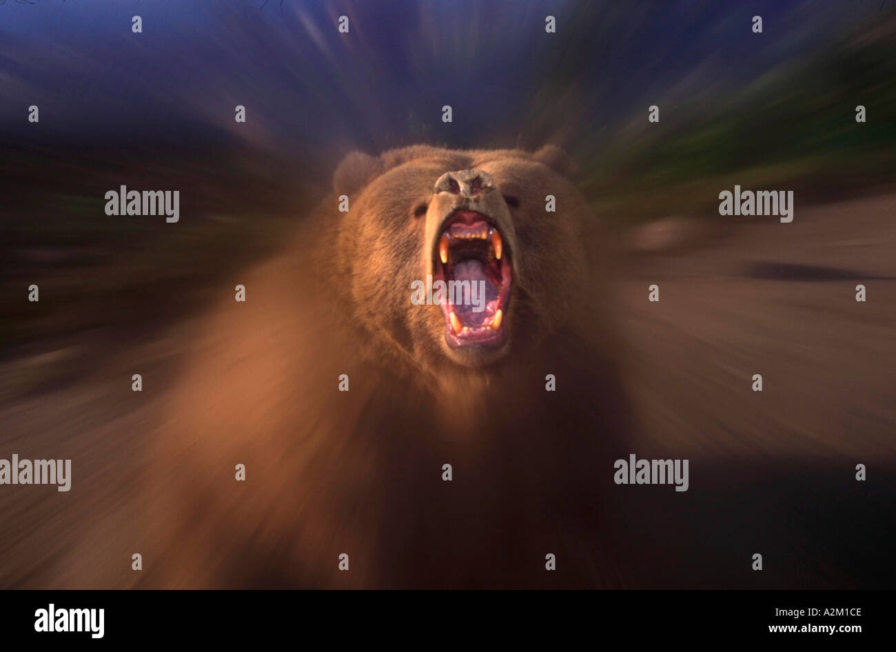 Growling grizzly bear hi-res stock photography and images - Alamy