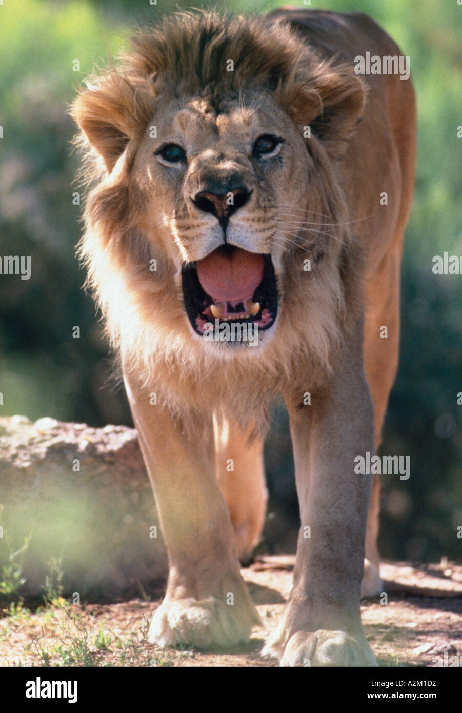 Growling lion hi-res stock photography and images - Alamy