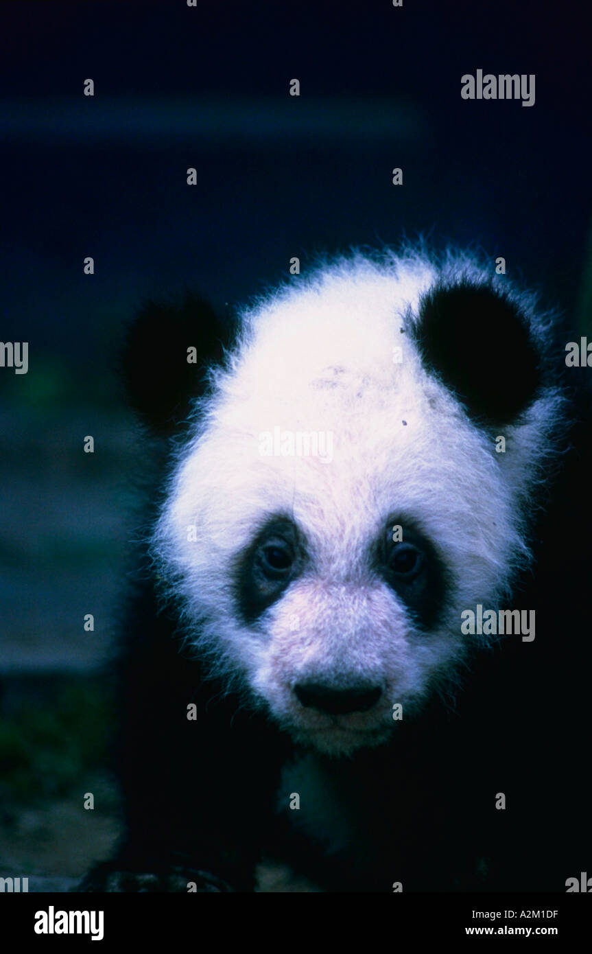 Giant Panda cub Stock Photo - Alamy