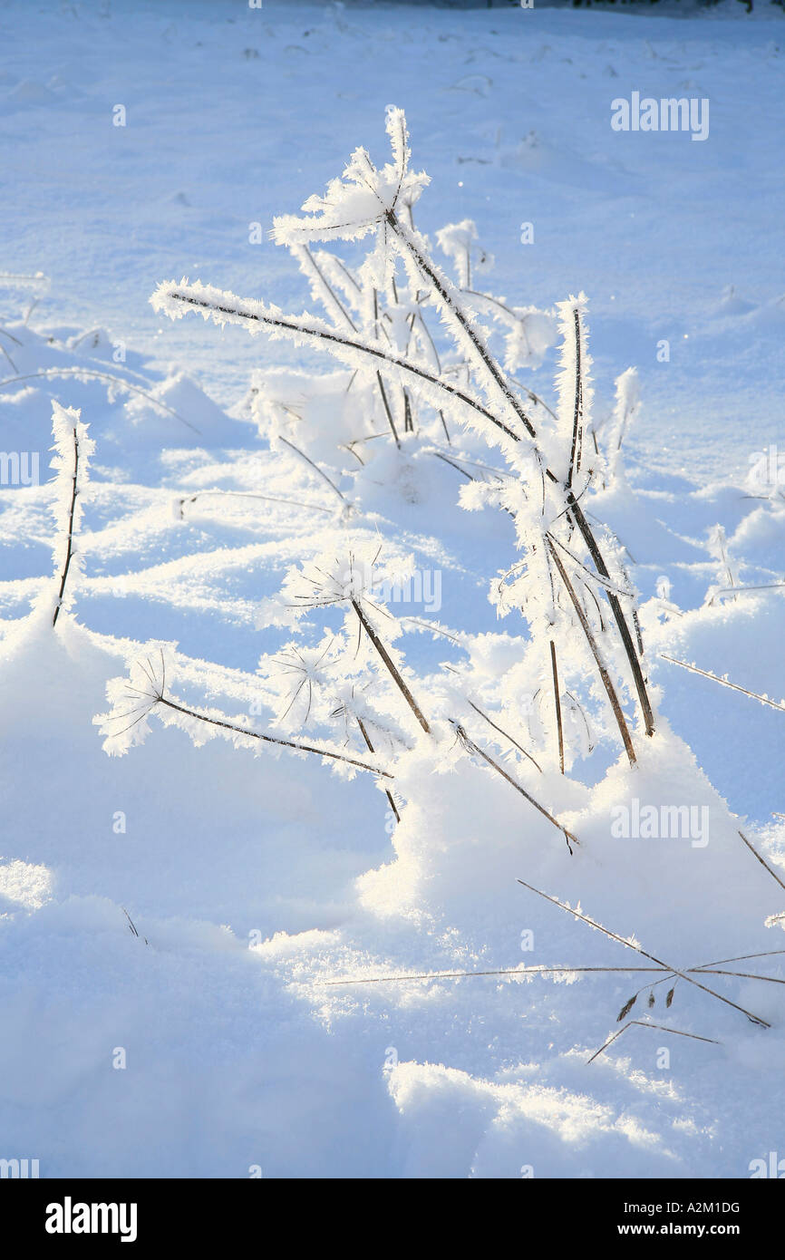Dry stems and snow Stock Photo - Alamy