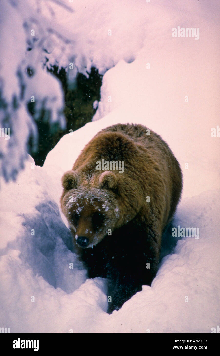 Walking through deep snow arctic hi-res stock photography and images ...