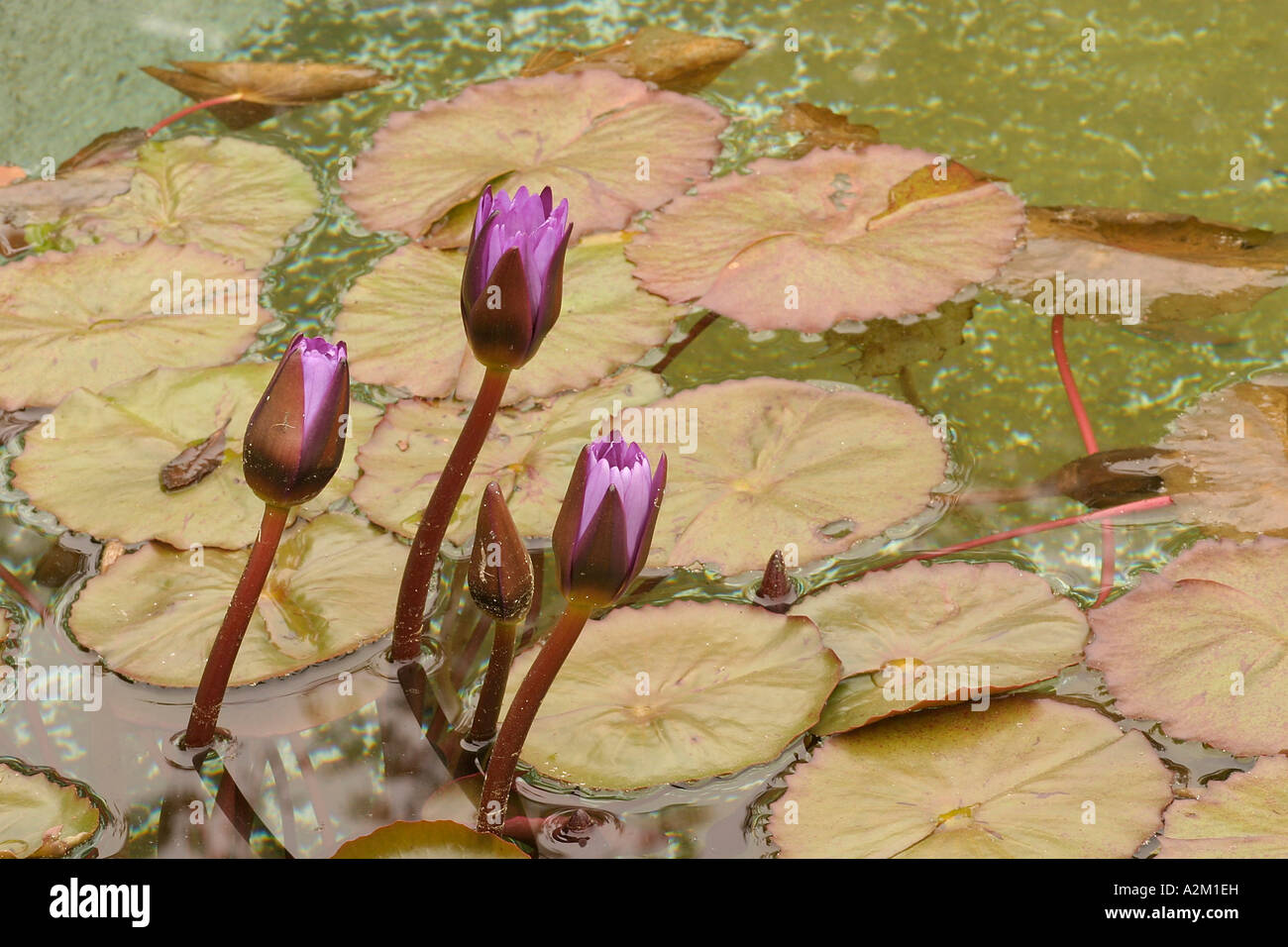 Nymphaea Blue Beauty Stock Photo - Alamy