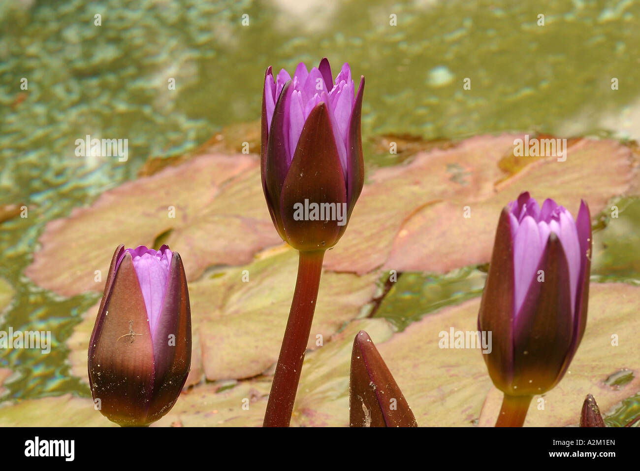 Nymphaea Blue Beauty Stock Photo - Alamy