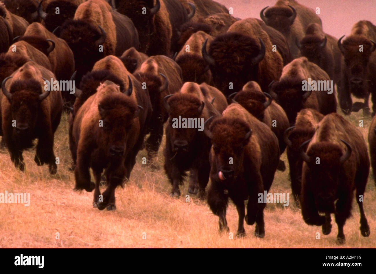 Stampede bison hi-res stock photography and images - Alamy
