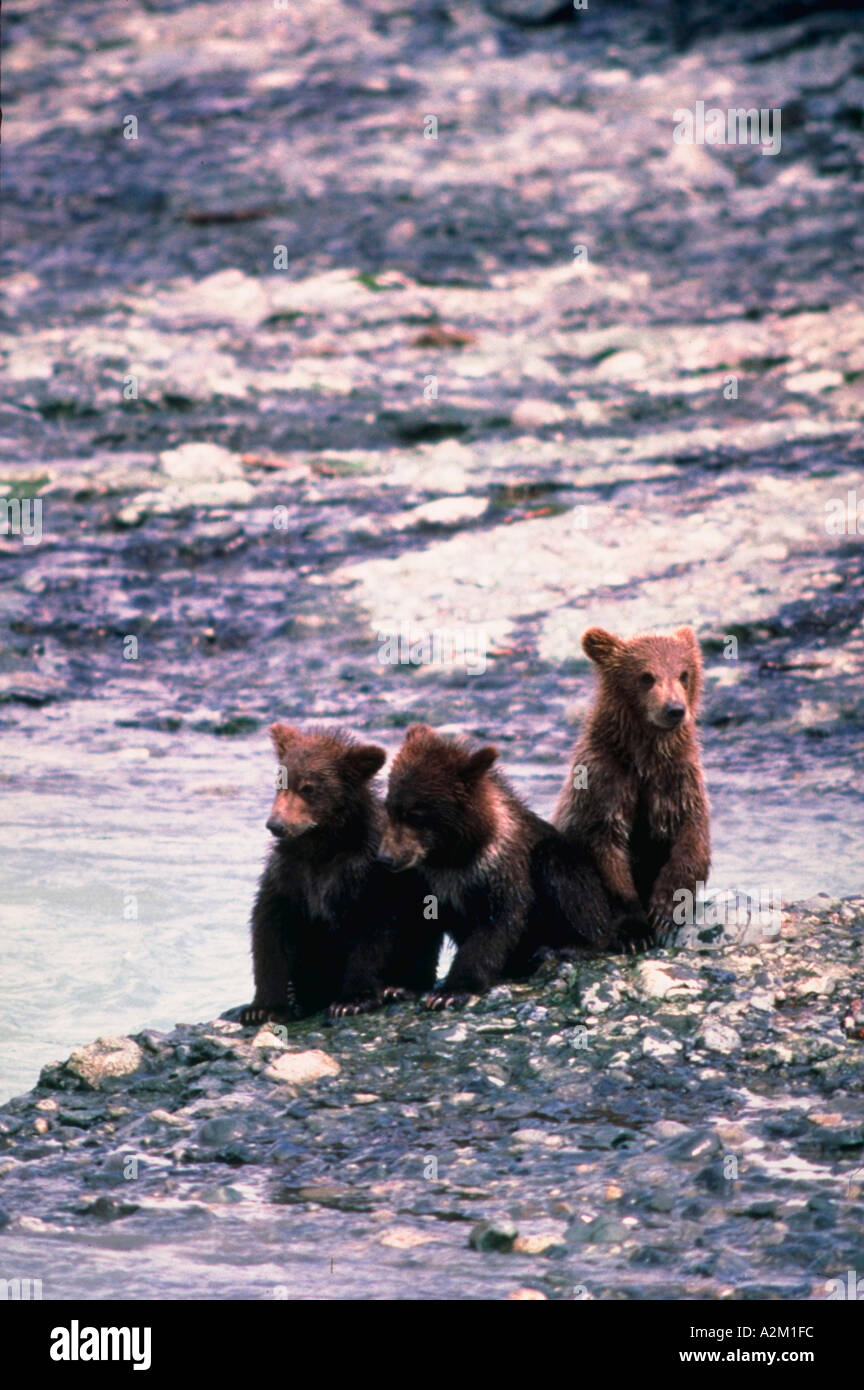Brown bear with 3 cubs hi-res stock photography and images - Alamy