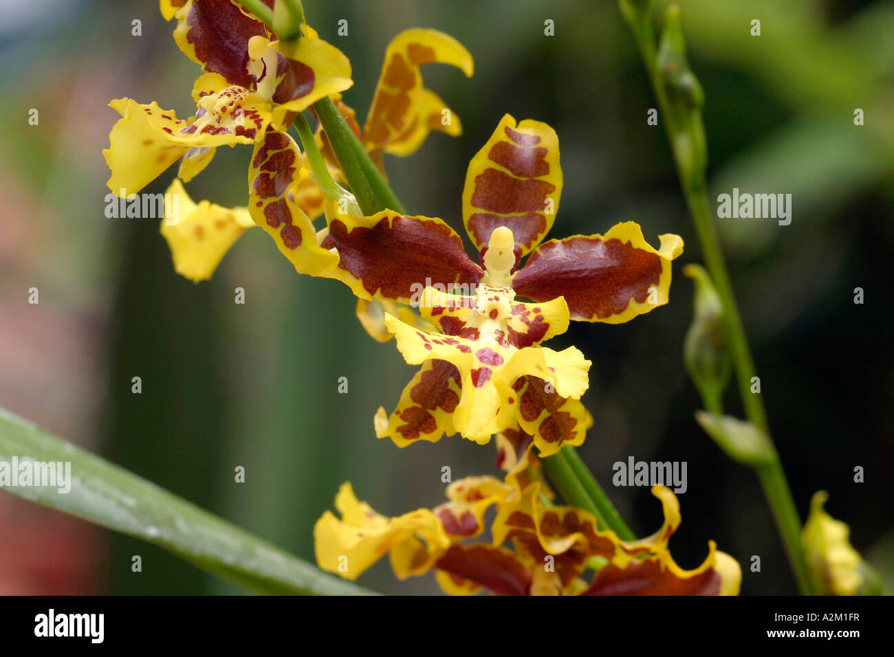Oncidium Hybrid High Resolution Stock Photography and Images - Alamy