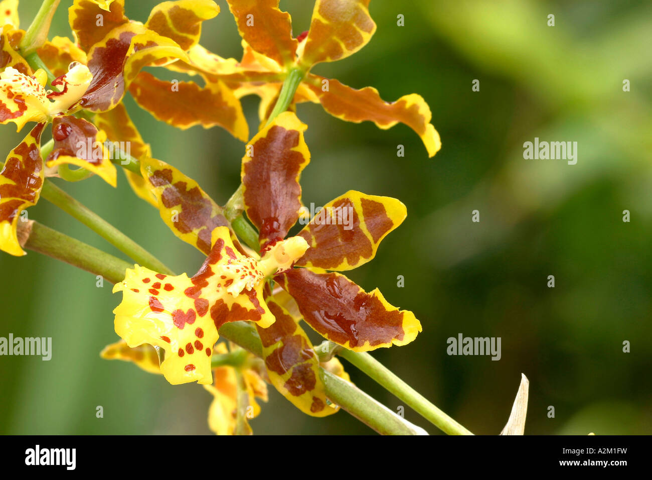 Oncidium Hybrid High Resolution Stock Photography and Images - Alamy