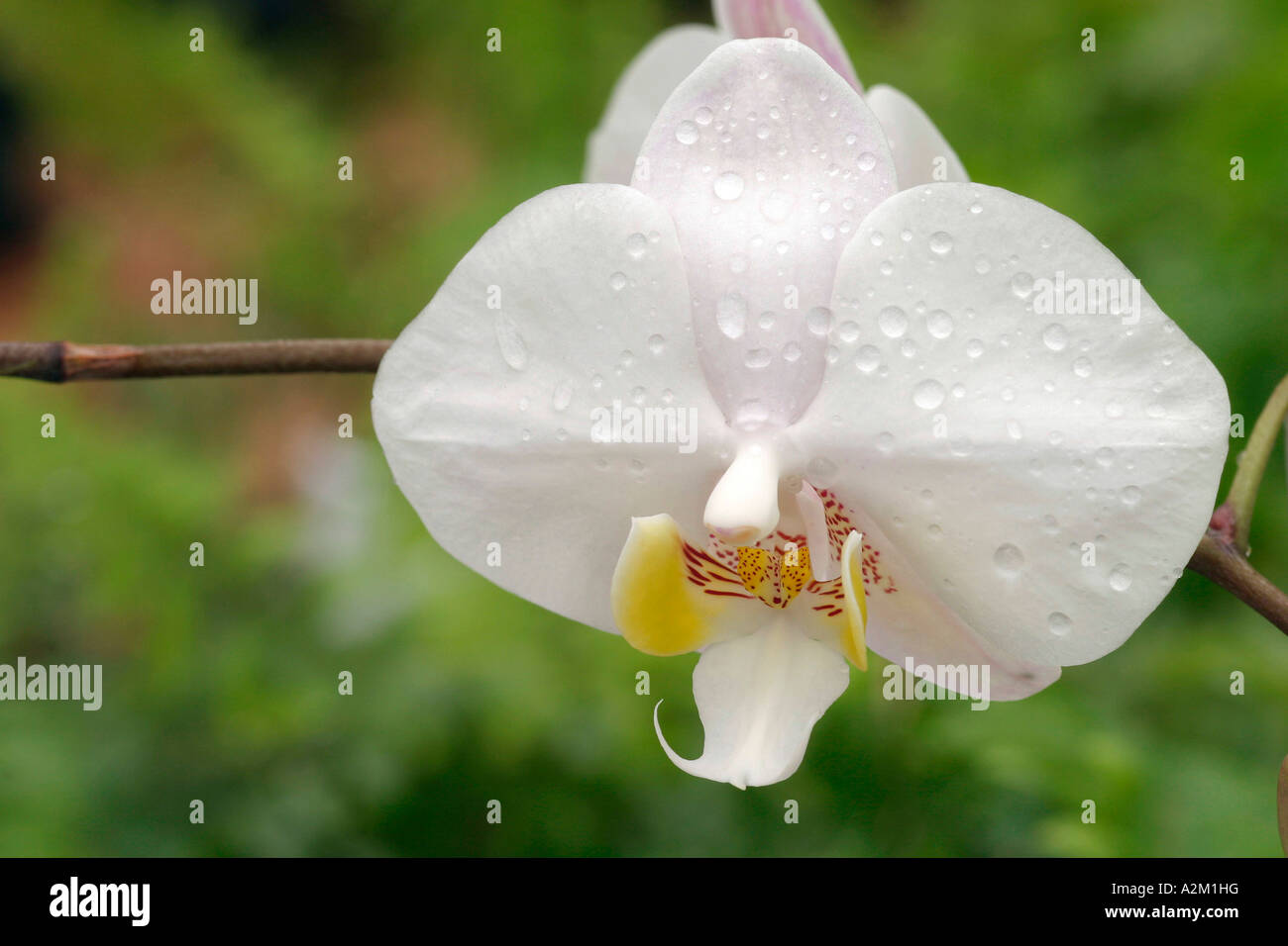Phalaenopsis philippinensis hi-res stock photography and images - Alamy